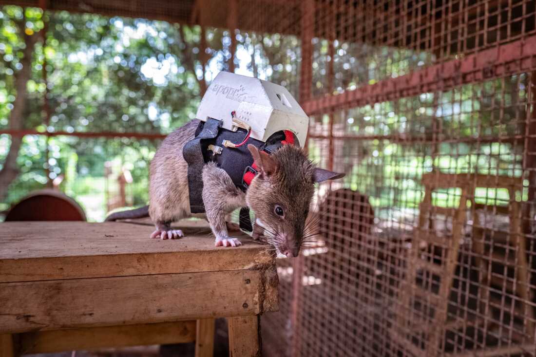 Dear rat, did you ever know that you're my hero? : Goats and Soda : NPR