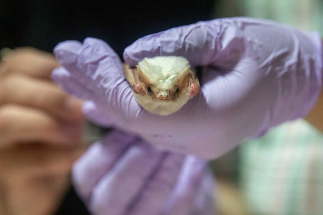 Bats have a lot of secrets. These bat-loving scientists are ...