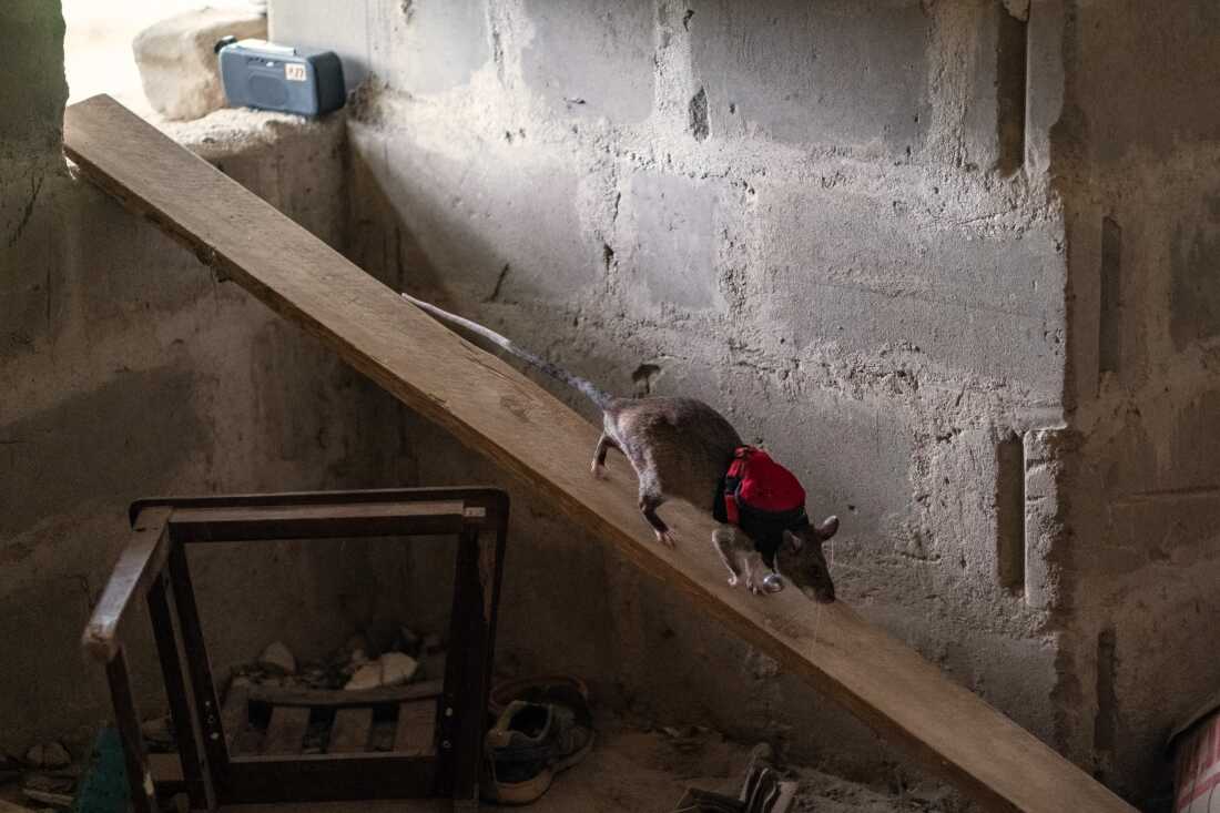 Dear rat, did you ever know that you're my hero? : Goats and Soda : NPR