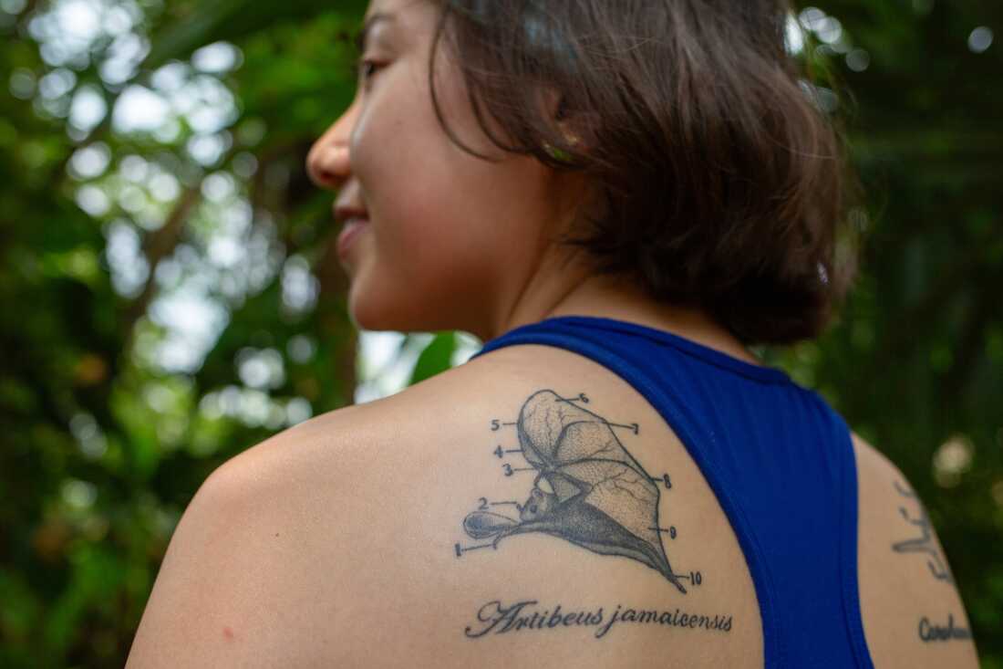 Some bats eat a ton of sugar and have no health woes. Are there lessons ...