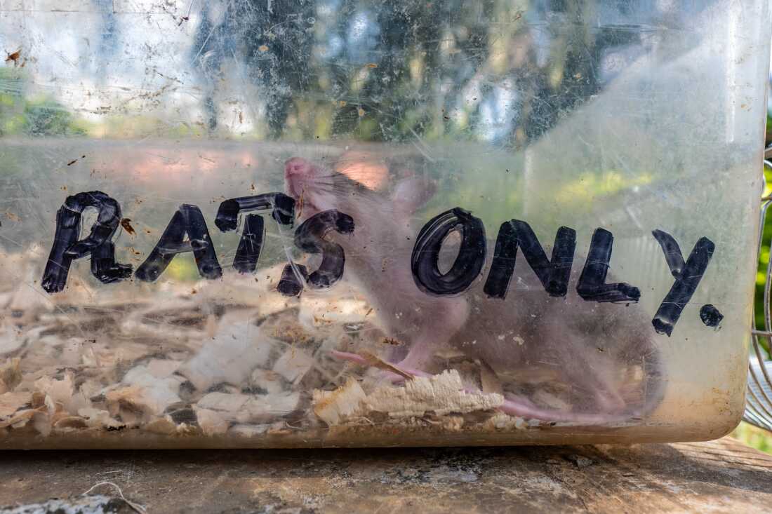 Dear rat, did you ever know that you're my hero? : Goats and Soda : NPR