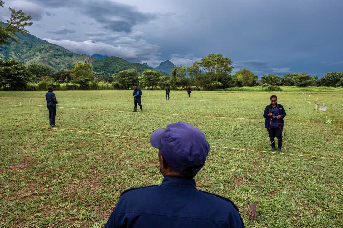 Dear rat, did you ever know that you're my hero? : Goats and Soda : NPR