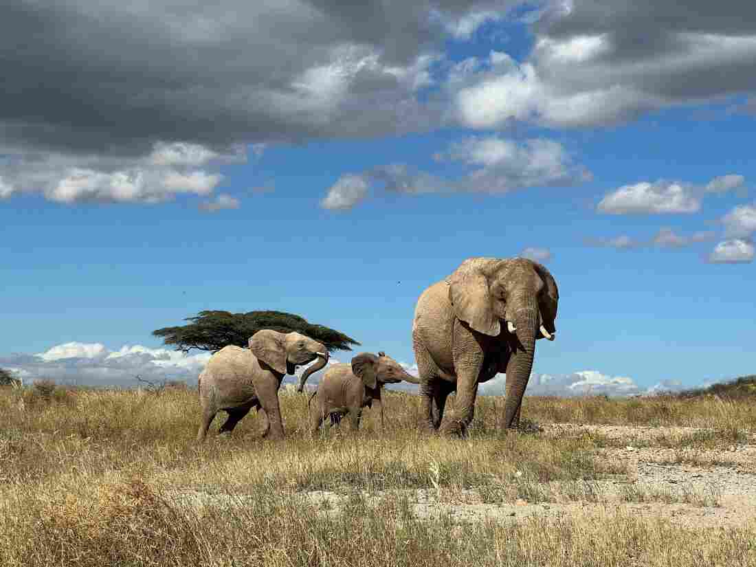 Wild elephants may have names : NPR