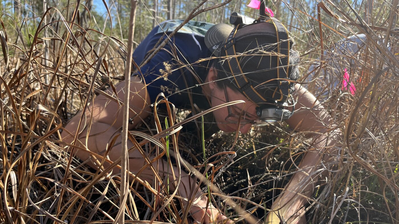 On 'the world’s itchiest scavenger hunt,' to save a rare salamander : NPR
