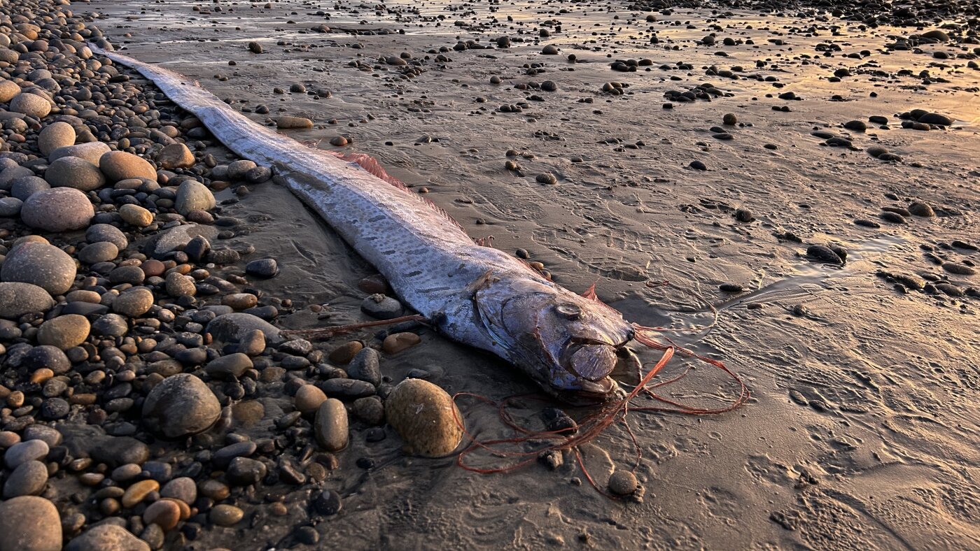 oarfish length