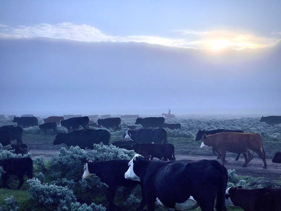 Display of a captured wolf in a Wyoming bar brings outrage : NPR