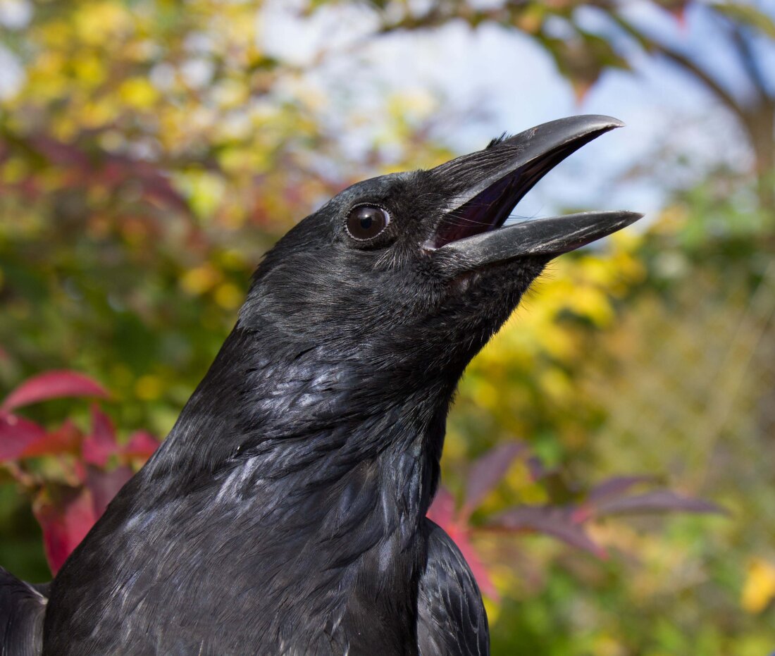 Crows can count out loud like toddlers, scientists find : NPR