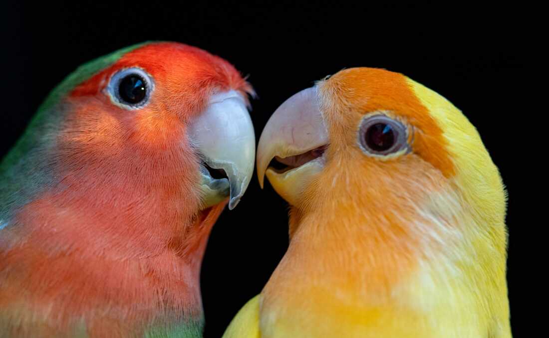 expression birds