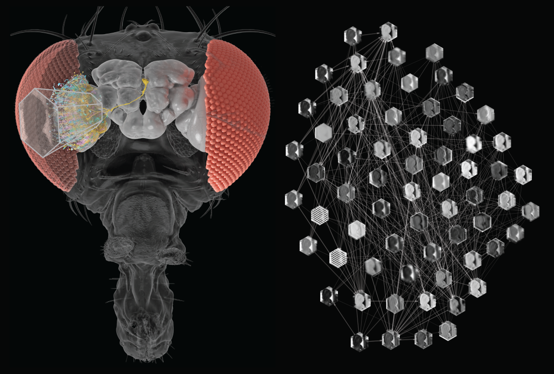AI models mimic fruit fly brains : Shots - Health News : NPR