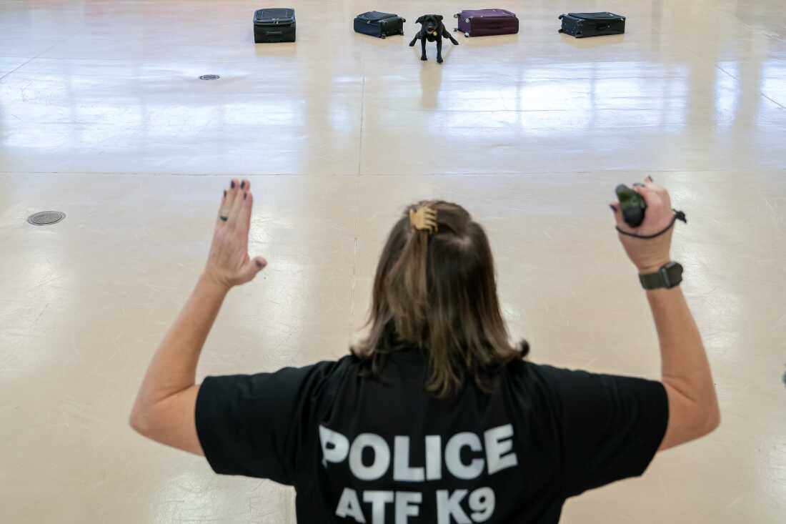 These best boys and girls just graduated from the ATF's National Canine ...