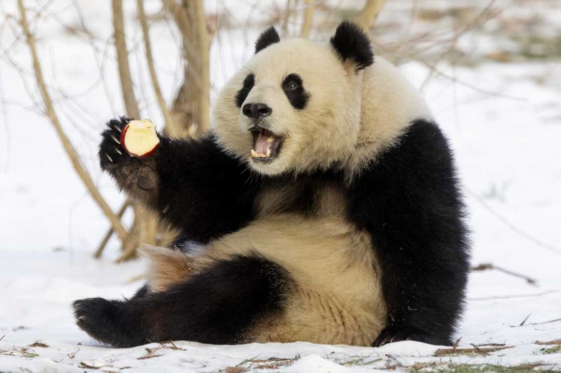 Photos: See the pandas' official return to the National Zoo : The ...