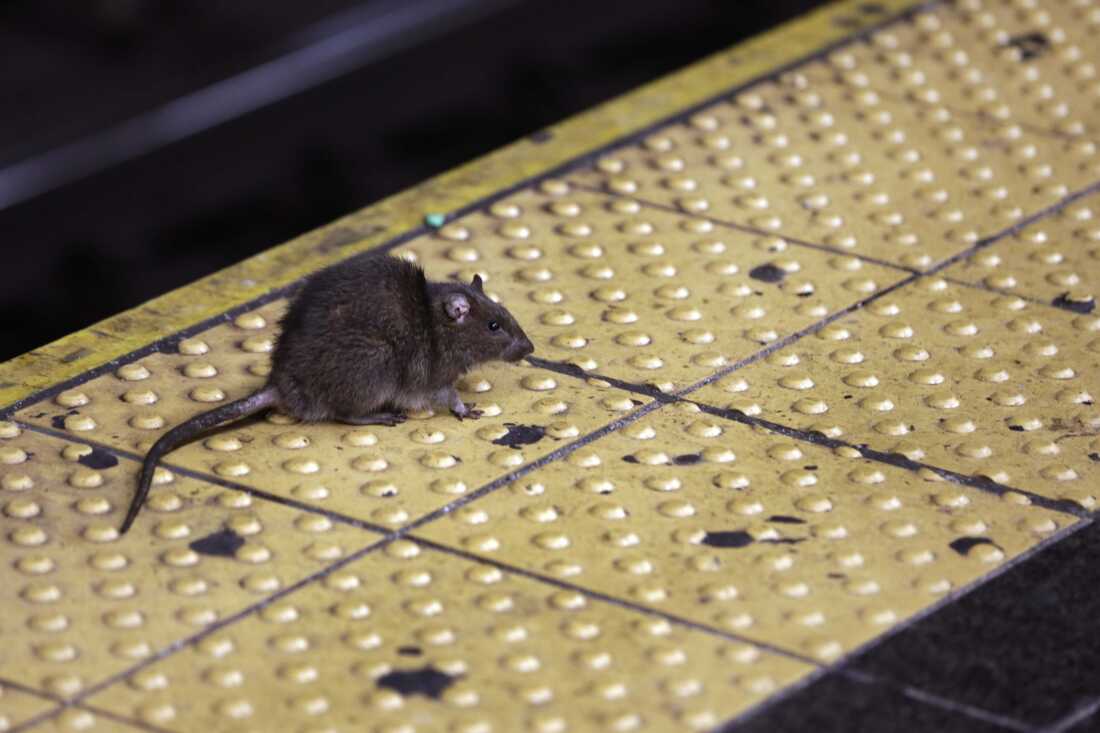 Hotter temperatures are helping rat populations grow : NPR