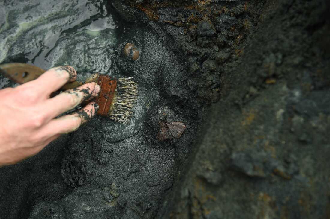 New Jersey's a fossil hotspot, explaining how dinosaurs died : NPR