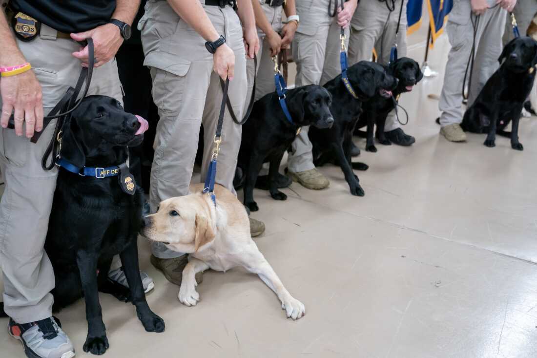 These best boys and girls just graduated from the ATF's National Canine ...
