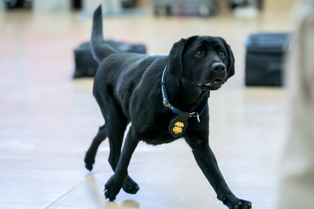 These best boys and girls just graduated from the ATF's National Canine ...