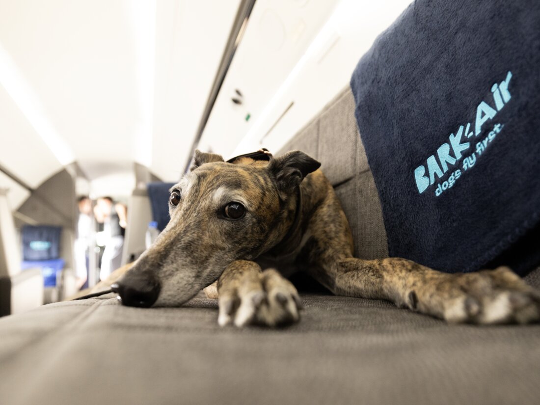 BARK Air, a new airline for dogs, launches its first flight : NPR