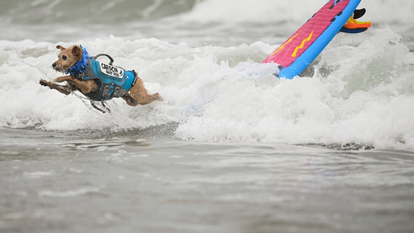 Who's the top dog? Wave-riding canines compete in the World Dog Surfing ...
