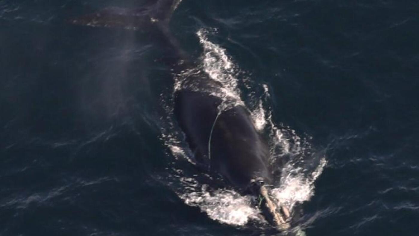 Technology helps endangered right whale monitoring : NPR