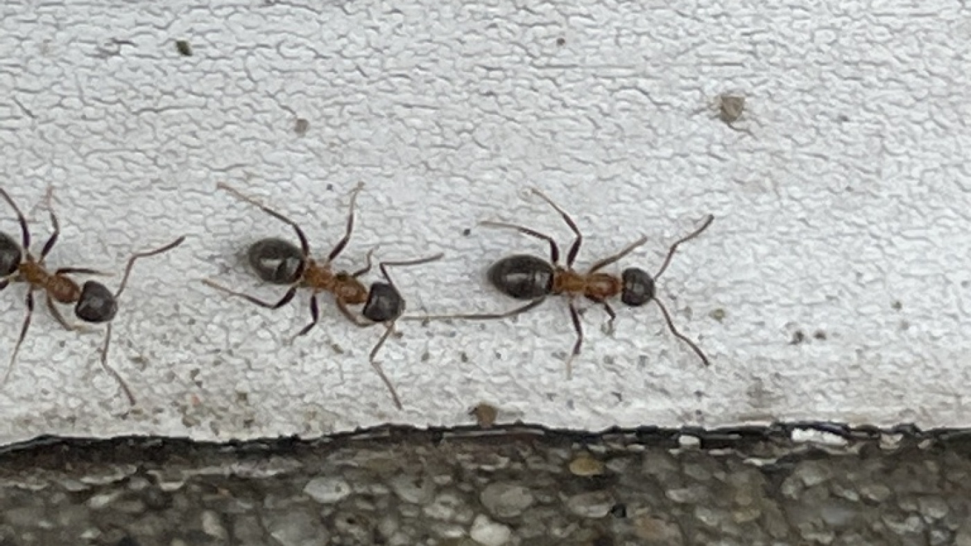 ManhattAnt: Scientists worried about New York ant species' fast spread ...