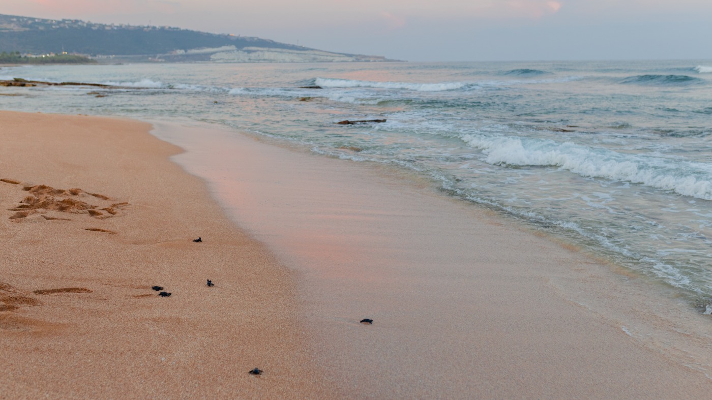 Volunteers aim to save endangered turtles after Israel's war in Lebanon ...