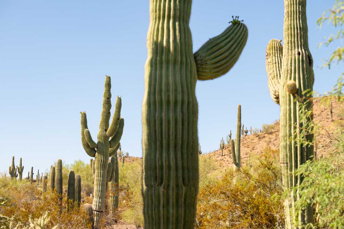 Old saguaros can be resilient. But baby saguaros worry researchers : NPR