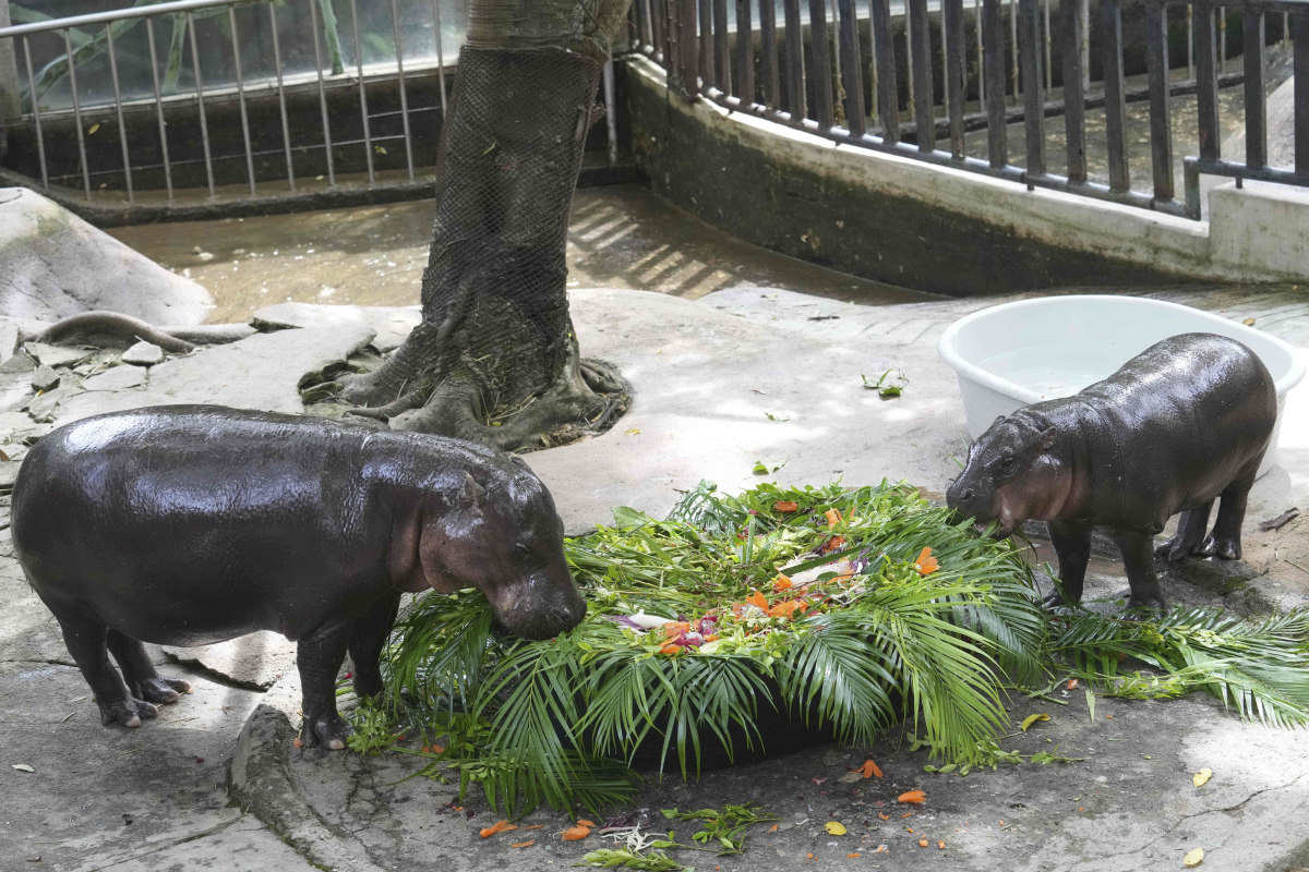Thousands celebrate baby hippo Moo Deng’s first birthday at a Thailand ...