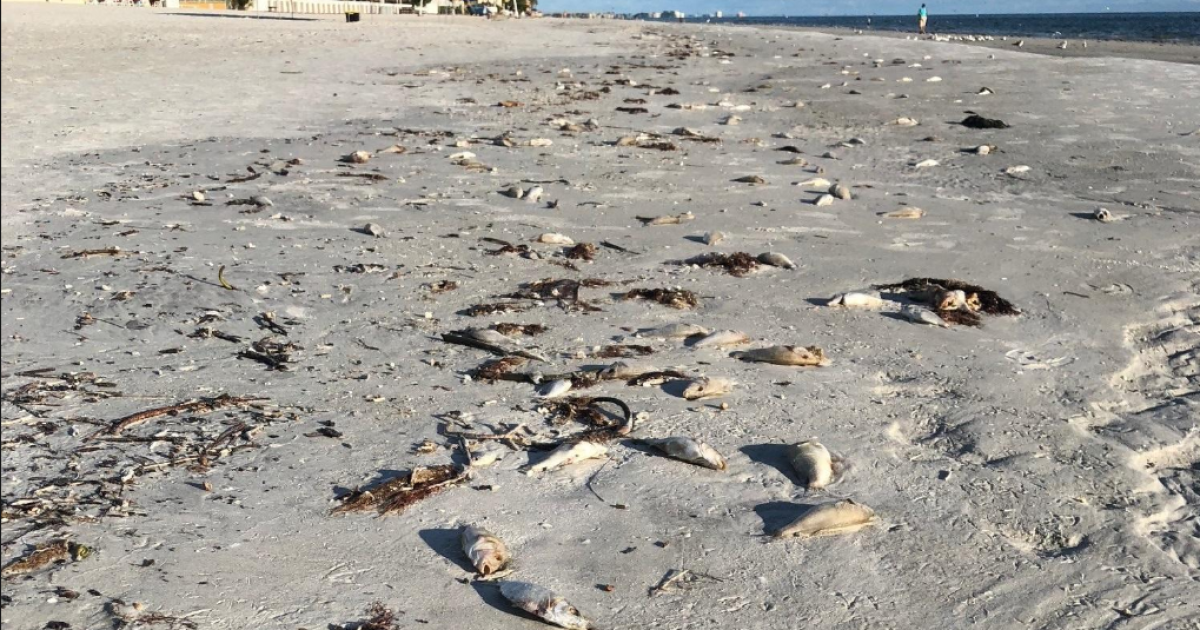 Red Tide Research Gets a Funding Boost | WUSF