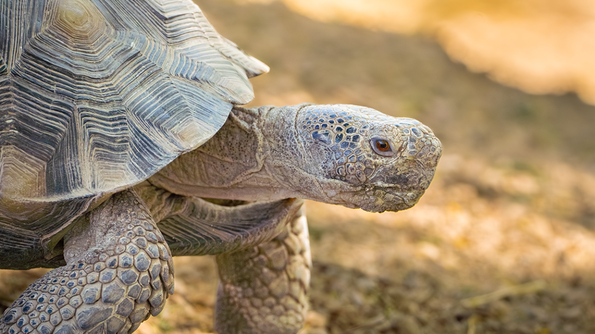 desert tortoise claws