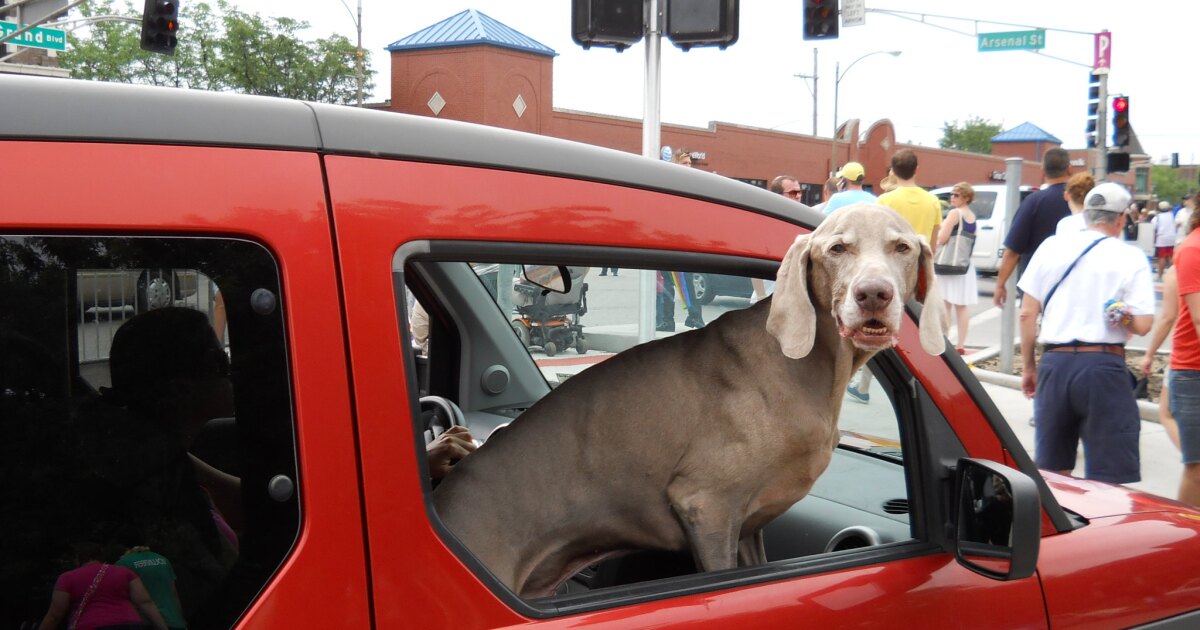 Proposal could lead to fine for drivers seen holding pet or distracted ...