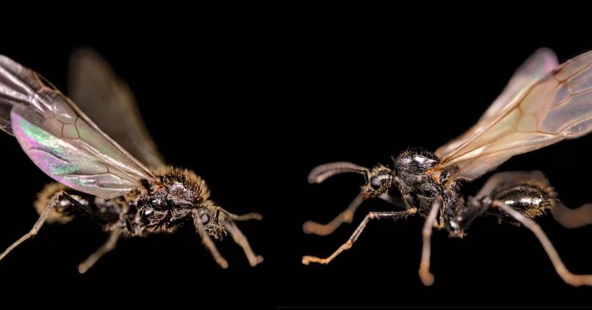 Ant queens have sons of 2 species | KRWG Public Media