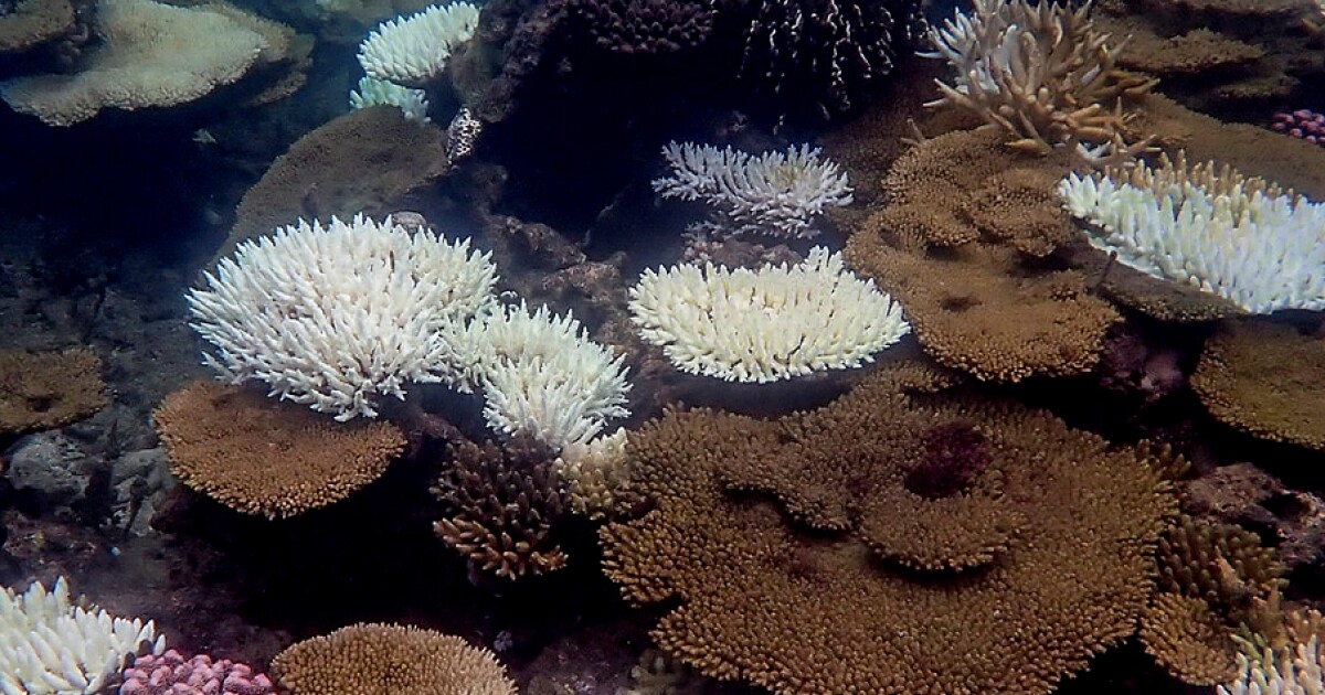 Coral reefs can't keep up with climate change. So scientists are ...