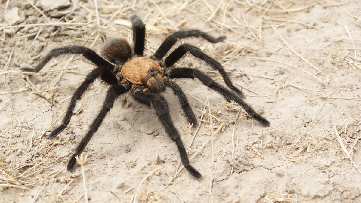 texas tarantula migration