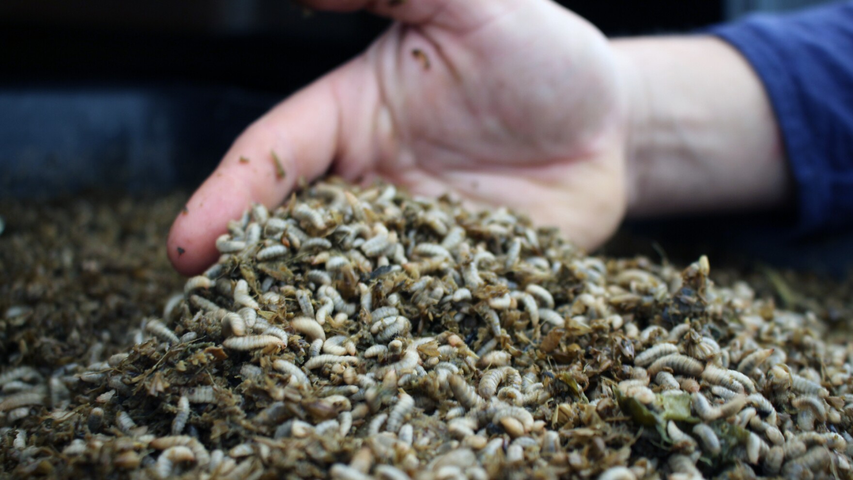 For These Entrepreneurs, Cutting Food Waste Starts In A Maggot Bucket ...