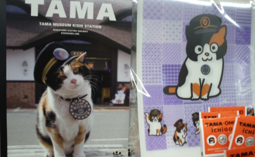 tama cat