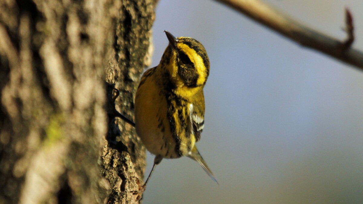 townsend's warblers
