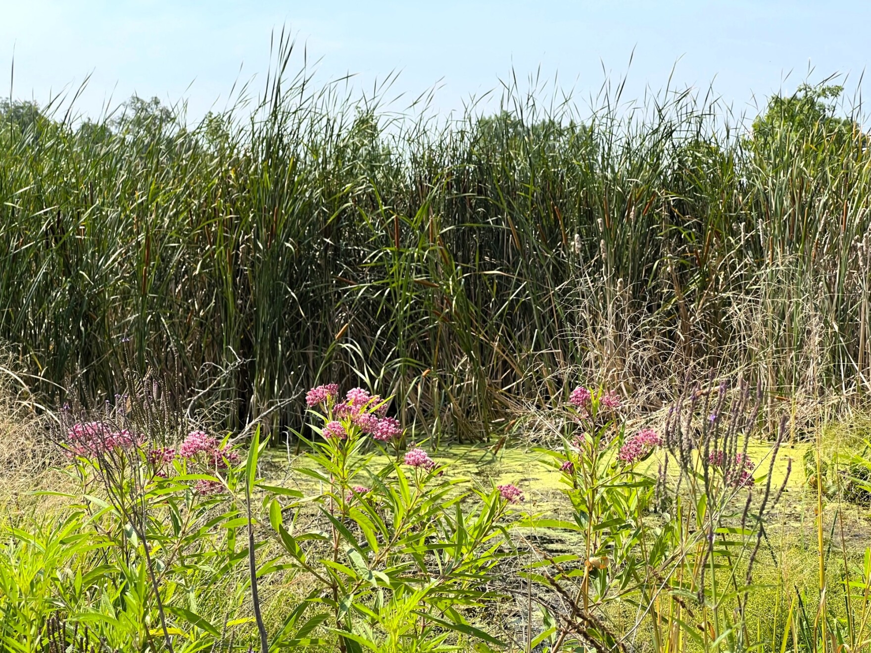 How cuts to H2Ohio could impact the future of wetlands restoration ...