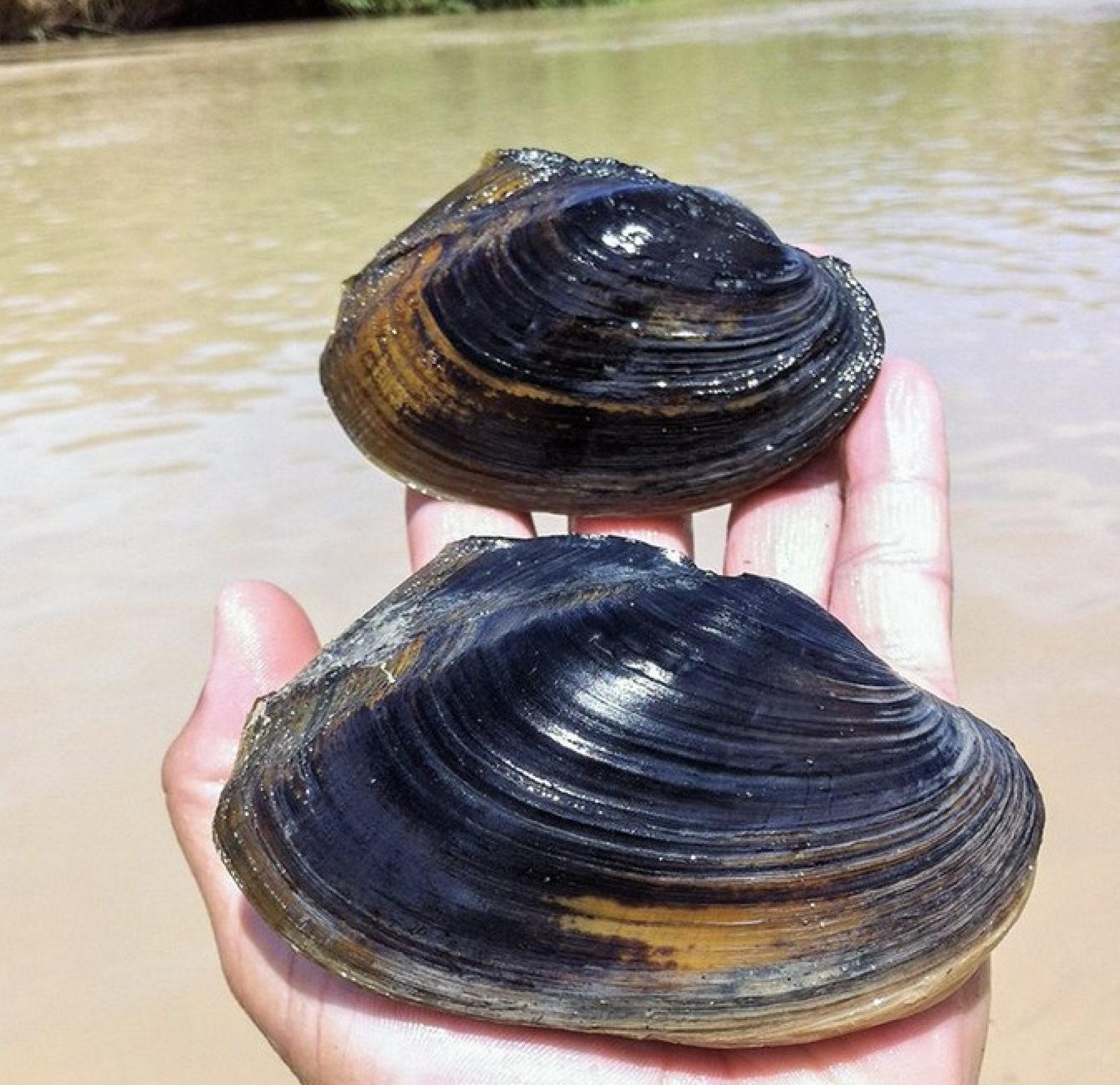 Federal protections proposed for rare species of Texas river mussels | TPR