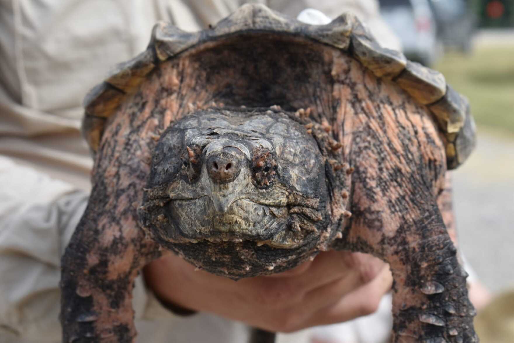 Kansas released 40 alligator snapping turtles into the wild, decades ...