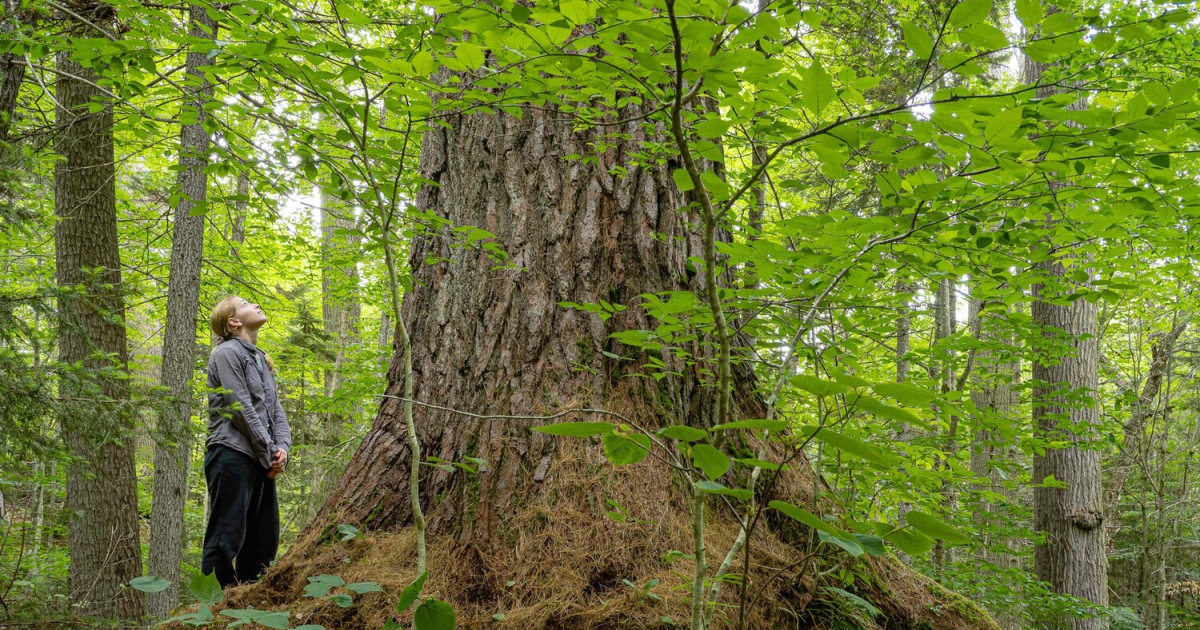 Largest known eastern white pine found in the southern Adirondacks | WRVO Public Media