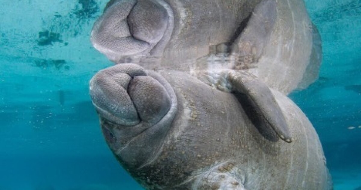 Climate change, hurricanes blamed for devastating manatee food sources ...