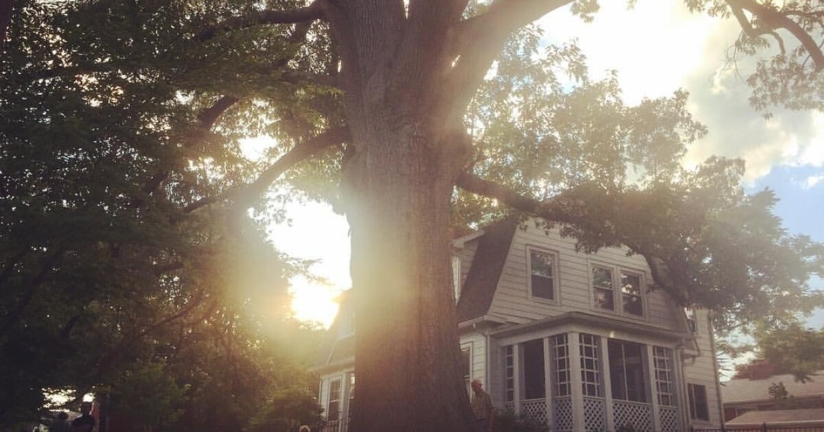 Alive Since The 1600s, An Oak Tree Is Taken Down In Washington, D.C. | KBIA