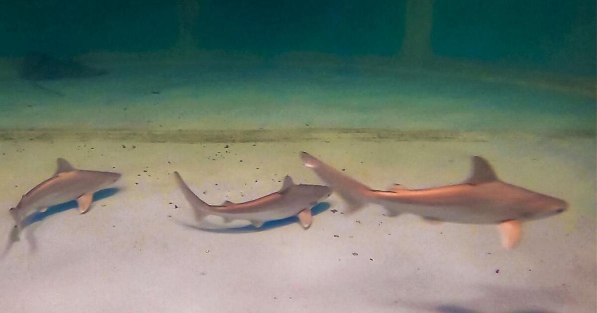 sandbar sharks