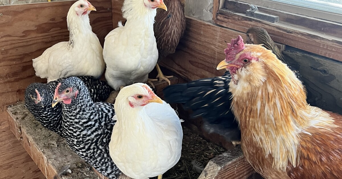 What is the avian flu, and how is it spreading in the U.S.? | KSJD