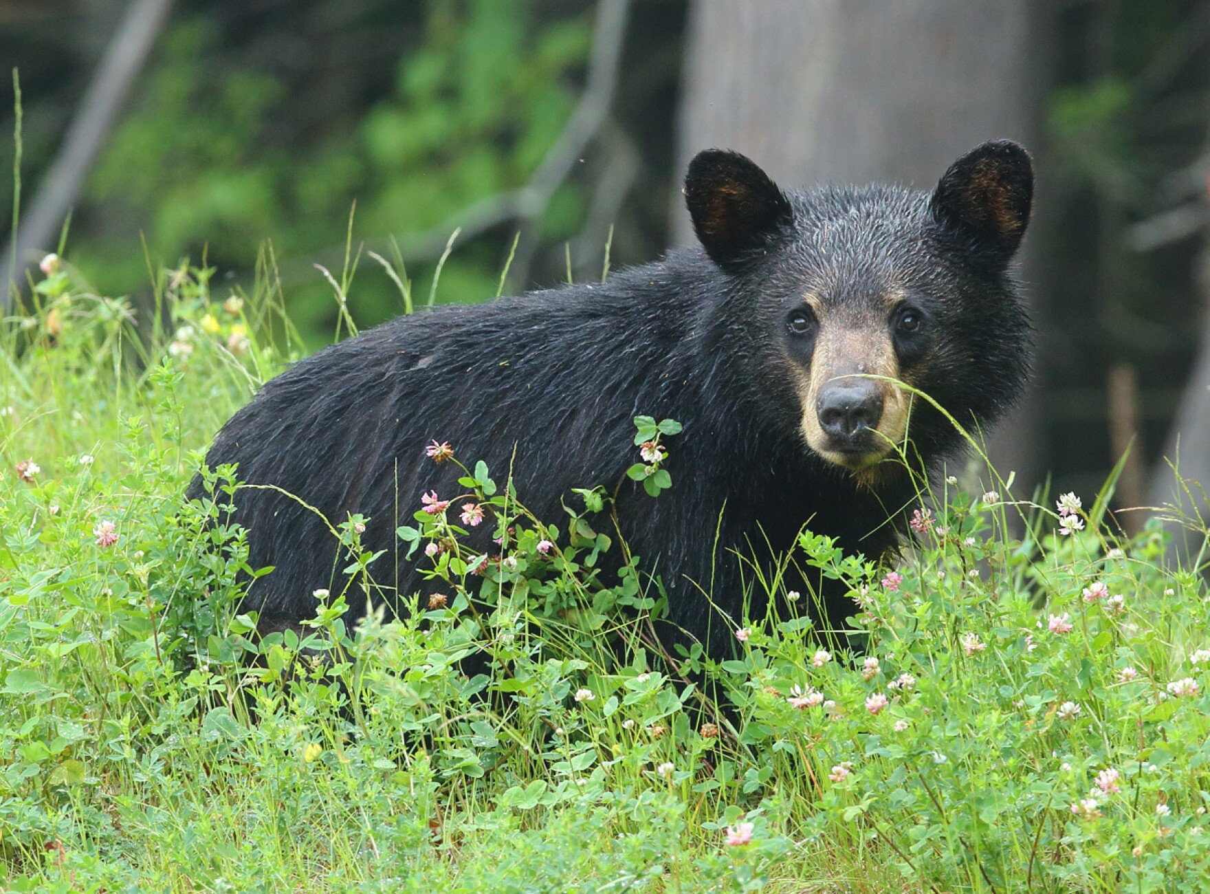 After bear charges hikers, NH expert has advice on how to share the outdoors | New Hampshire ...