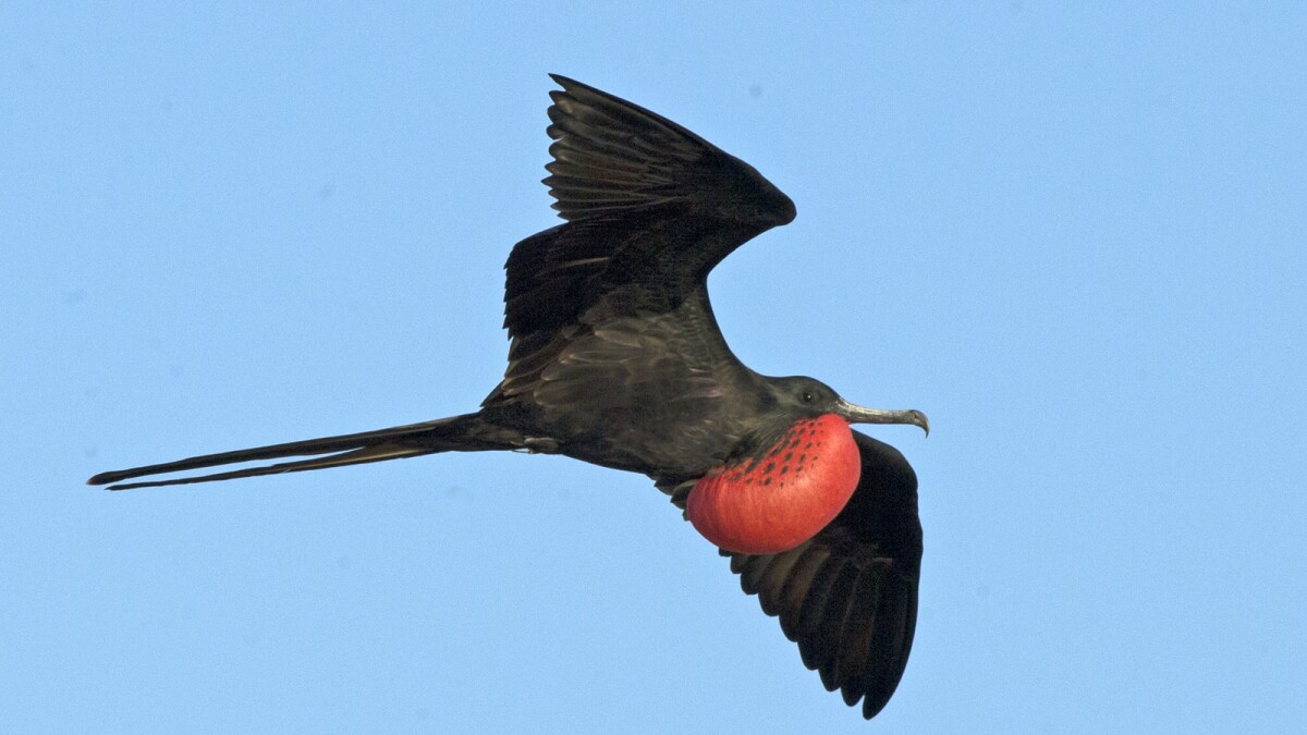 frigate bird bbc