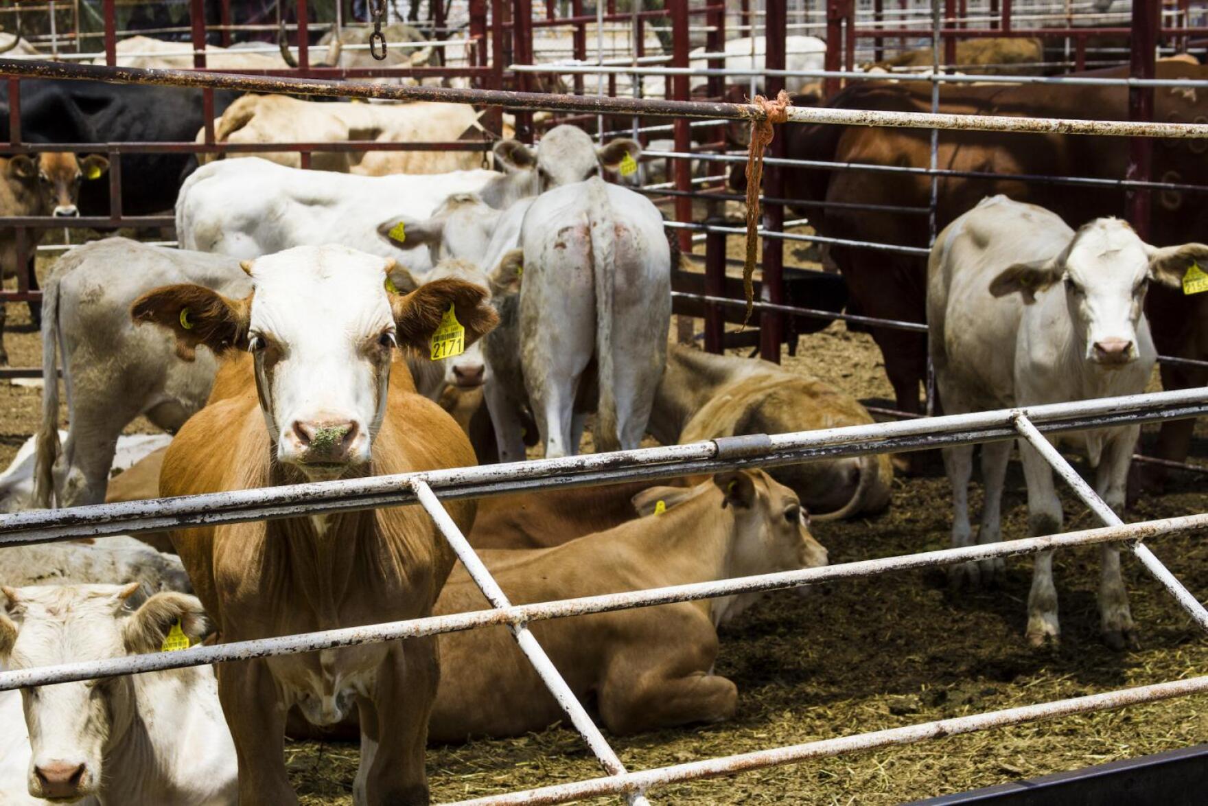 Cattle imports from Mexico to resume after monthslong pause
