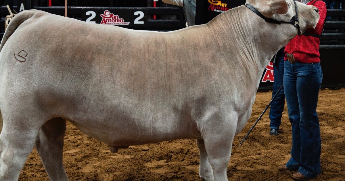 Grand Champion Steer at San Antonio Stock Show and Rodeo sold for ...