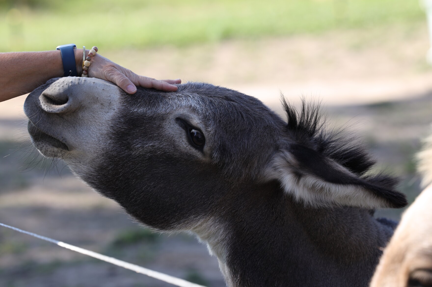 Hilton sanctuary envisions expansion to give more donkeys a safe home ...