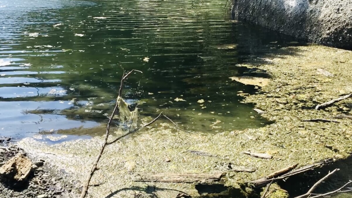 algae on river