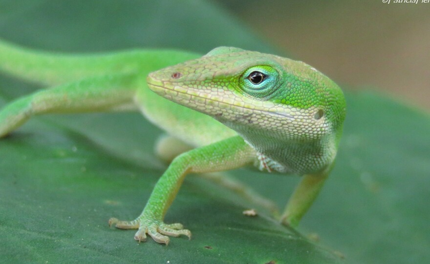 anole lizard